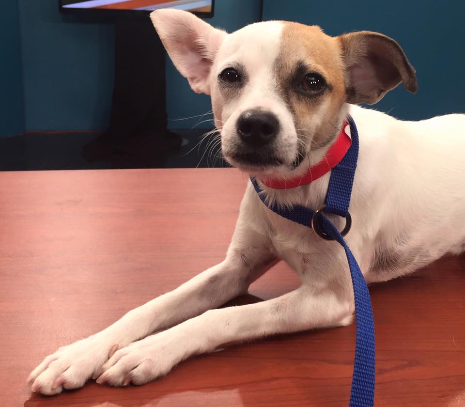 halo-animal-rescue-nonprofit-in-phoenix-az-volunteer-read-reviews