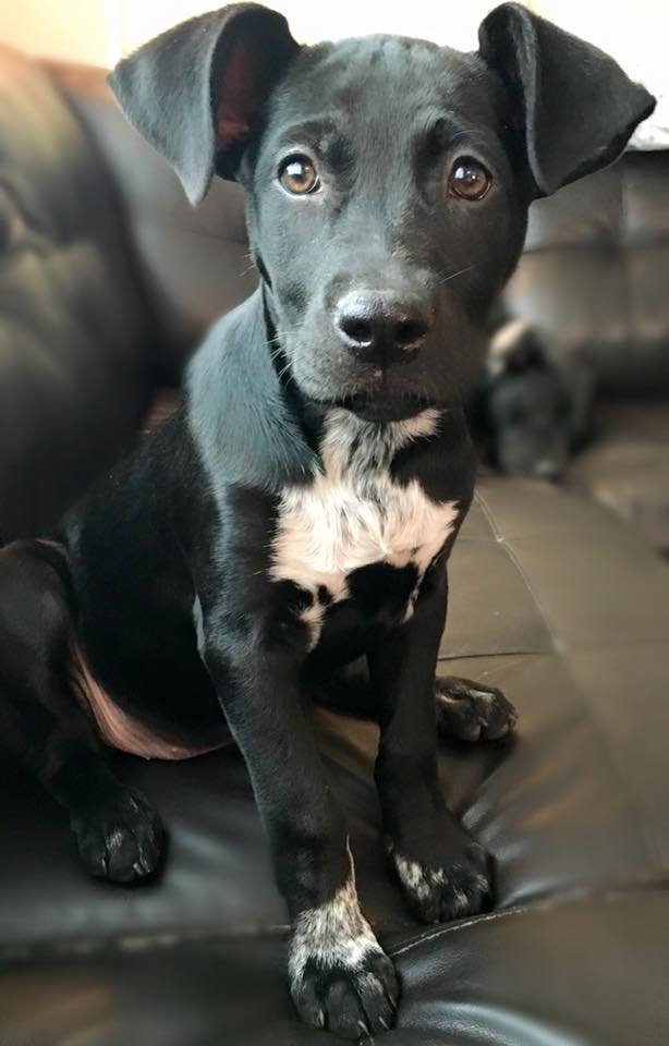 Detroit Dog Rescue Nonprofit In St Clair Shores MI Volunteer Read Detroit Dog Rescue Nonprofit In St Clair Shores MI Volunteer Read
