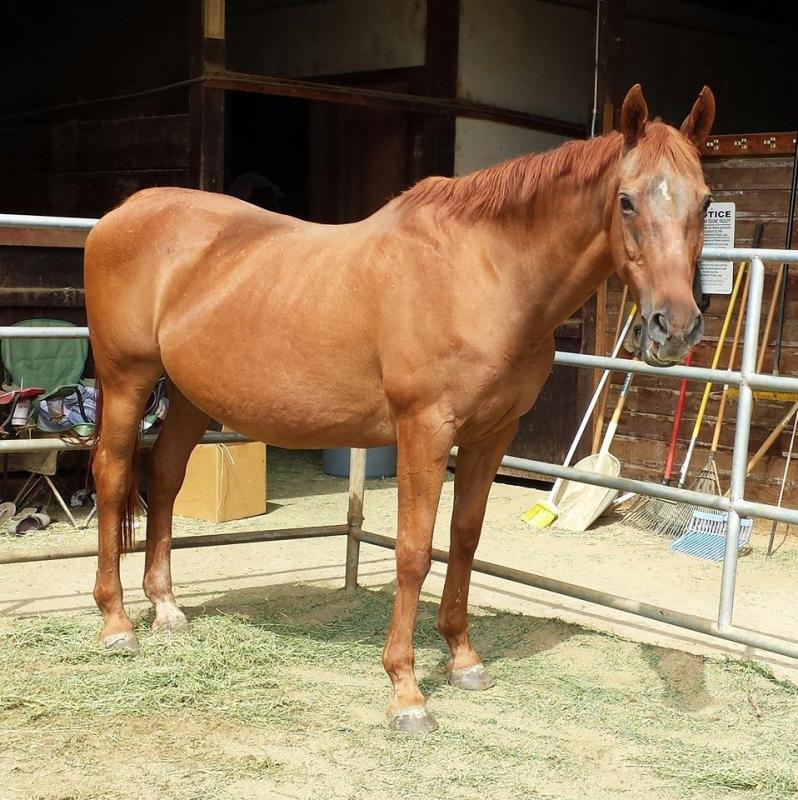 Polo Pony Rescue Reviews and Ratings | Acton, CA | Donate, Volunteer ...
