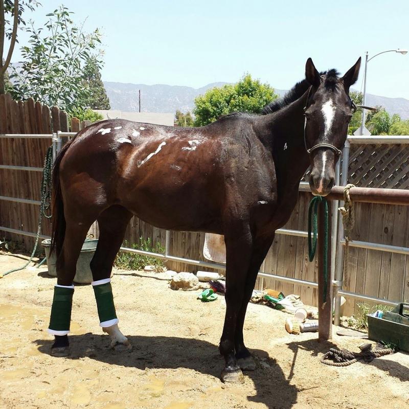 Polo Pony Rescue Reviews and Ratings | Acton, CA | Donate, Volunteer ...