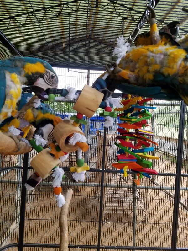 The Parrot Posse Reviews and Ratings | Wadmalaw Is, SC | Donate ...