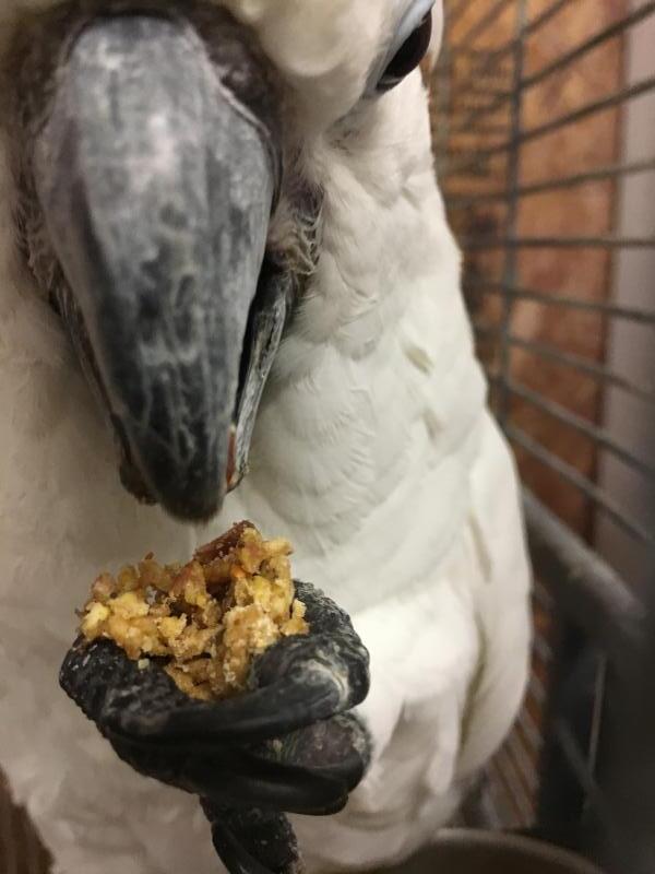 The Parrot Posse Reviews and Ratings | Wadmalaw Is, SC | Donate ...