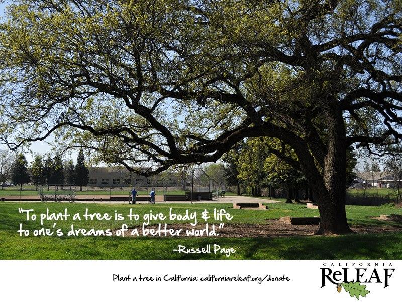 California ReLeaf Reviews and Ratings | Sacramento, CA | Donate ...