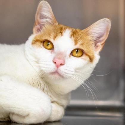 HALO Animal Rescue Reviews and Ratings | Phoenix, AZ | Donate ...