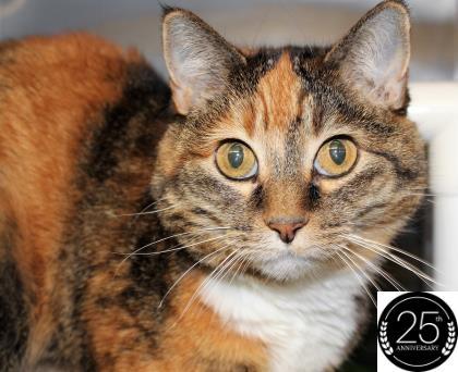 HALO Animal Rescue Reviews and Ratings | Phoenix, AZ | Donate ...