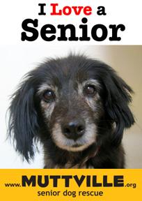 Muttville Senior Dog Rescue Reviews and Ratings | San Francisco, CA ...