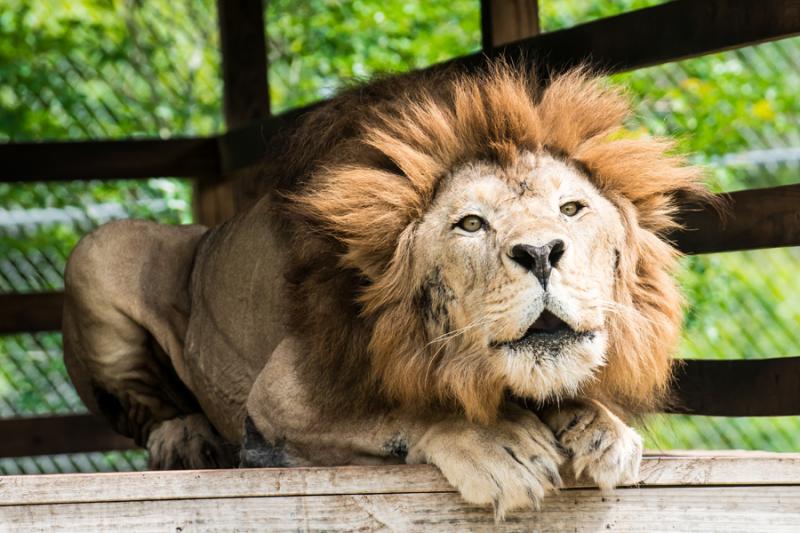 Catty Shack Ranch Wildlife Sanctuary Inc Reviews and Ratings ...