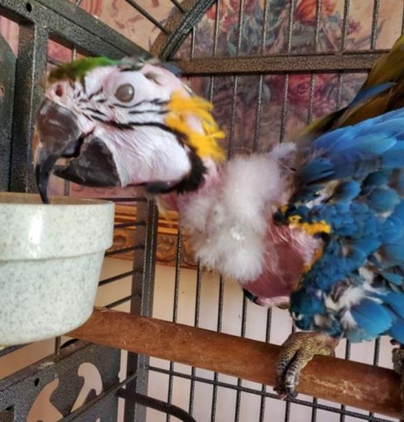 The Parrot Posse Reviews and Ratings | Wadmalaw Is, SC | Donate ...