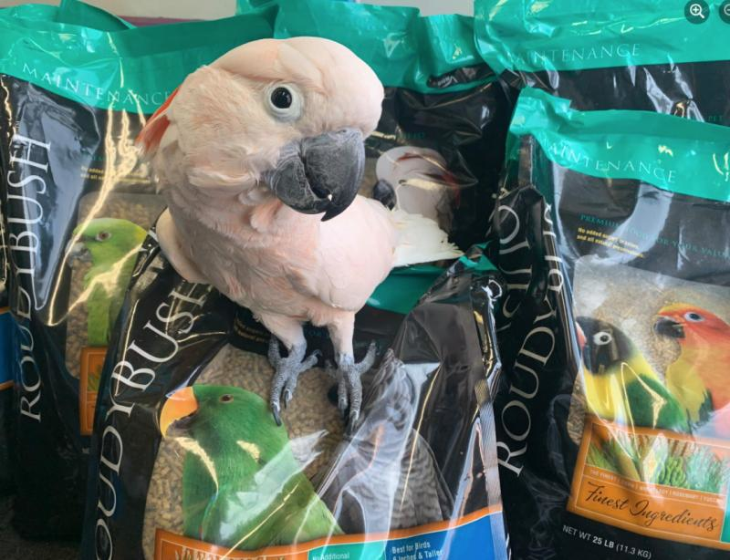 The Parrot Posse Reviews and Ratings | Wadmalaw Is, SC | Donate ...