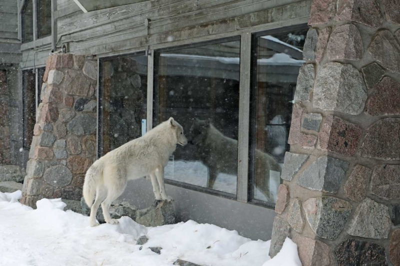 International Wolf Center Reviews and Ratings | Ely, MN | Donate ...