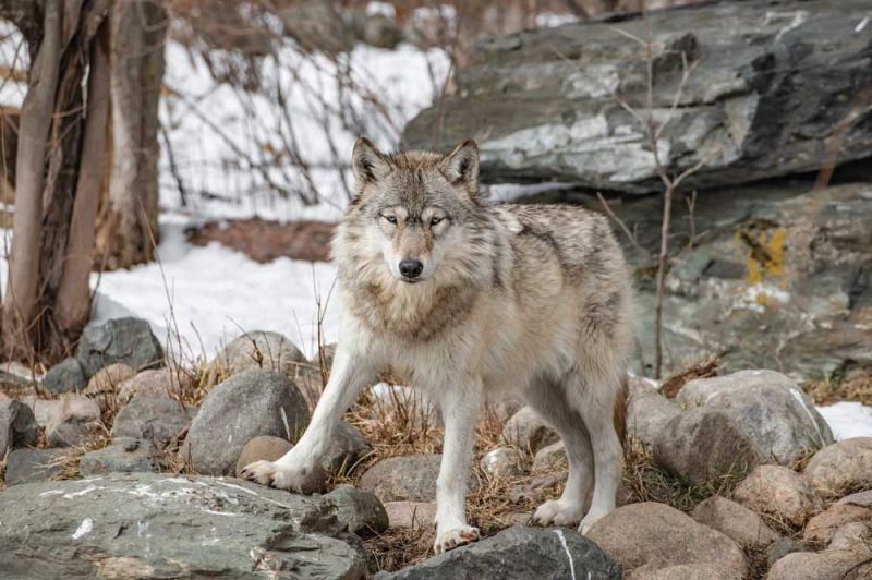 International Wolf Center Reviews and Ratings | Ely, MN | Donate ...