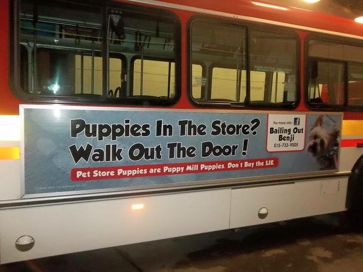 Bailing Out Benji Reviews and Ratings | Ames, IA | Donate, Volunteer ...