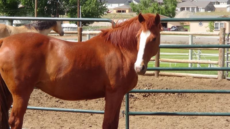 Polo Pony Rescue Reviews and Ratings | Acton, CA | Donate, Volunteer ...