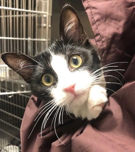 HALO Animal Rescue Reviews and Ratings | Phoenix, AZ | Donate ...