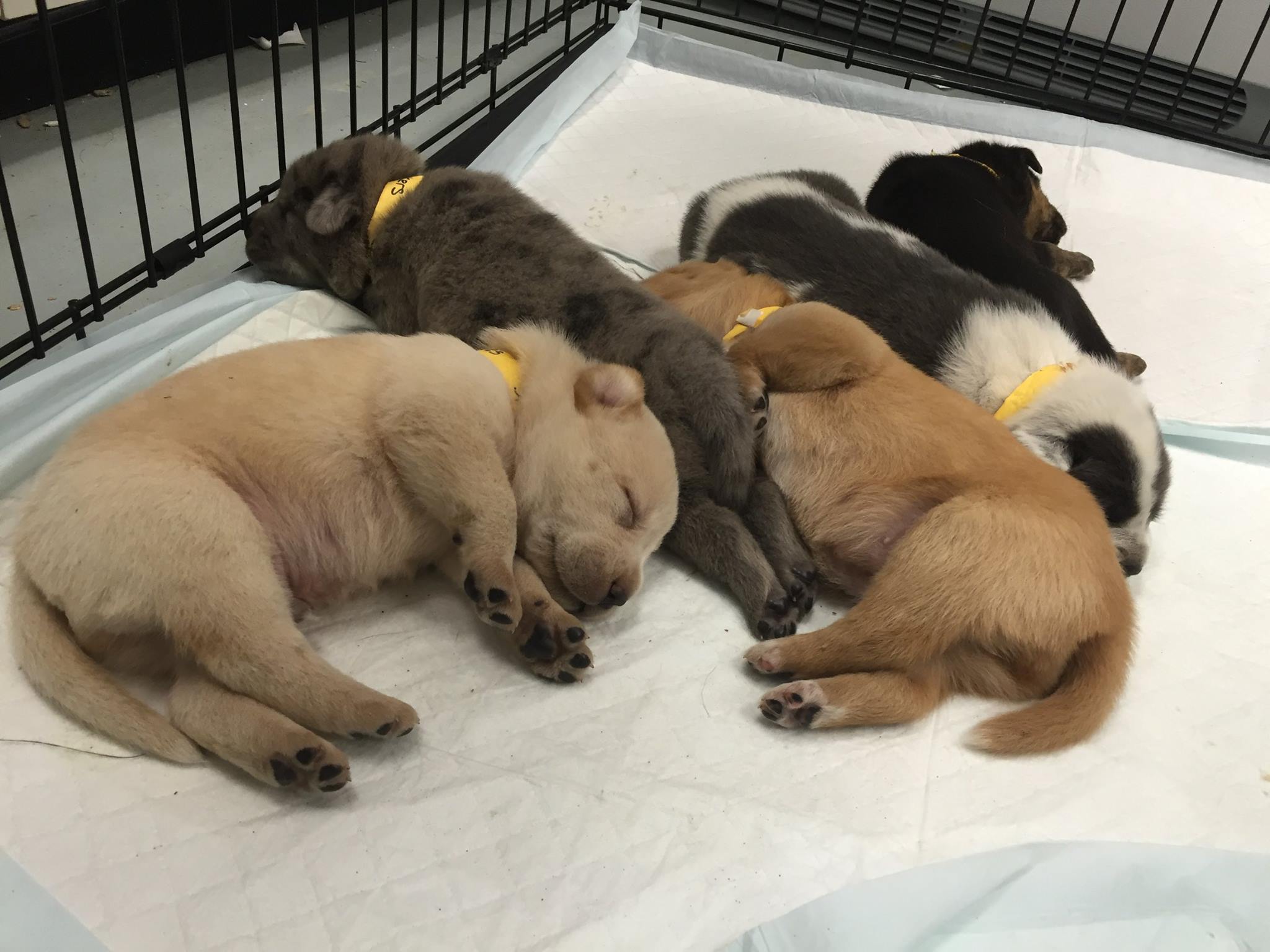 American Humane Reviews and Ratings | Washington, DC | Donate ...