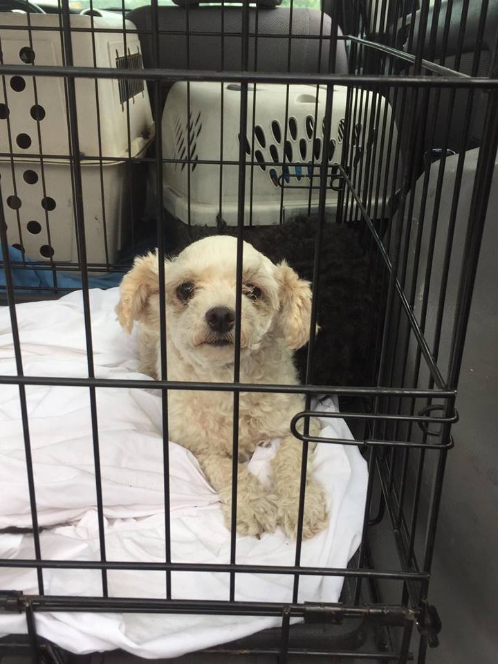 Bailing Out Benji Reviews and Ratings | Ames, IA | Donate, Volunteer ...