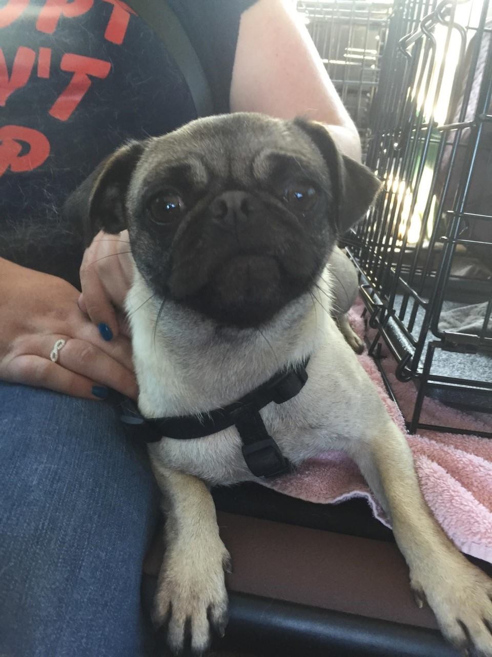 Bailing Out Benji Reviews and Ratings | Ames, IA | Donate, Volunteer ...