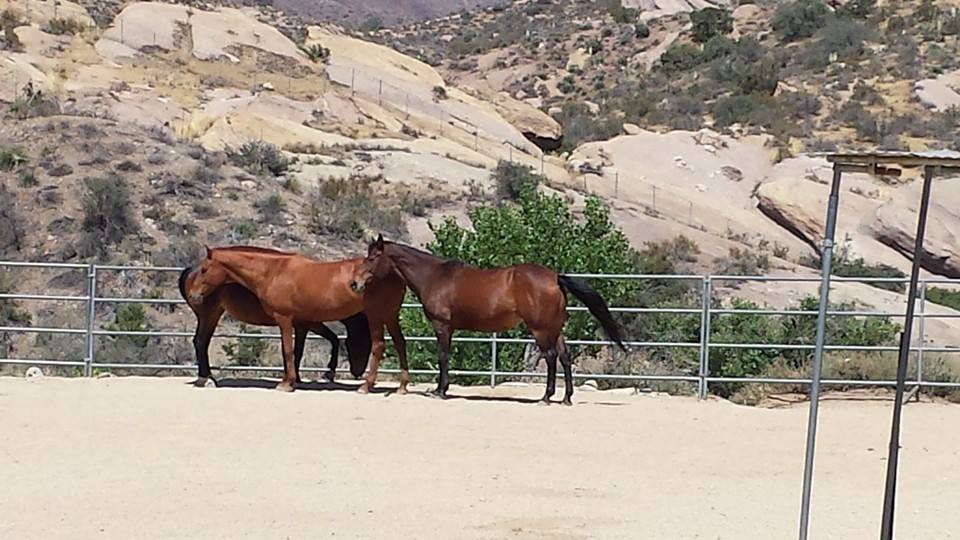 Polo Pony Rescue Reviews and Ratings | Acton, CA | Donate, Volunteer ...