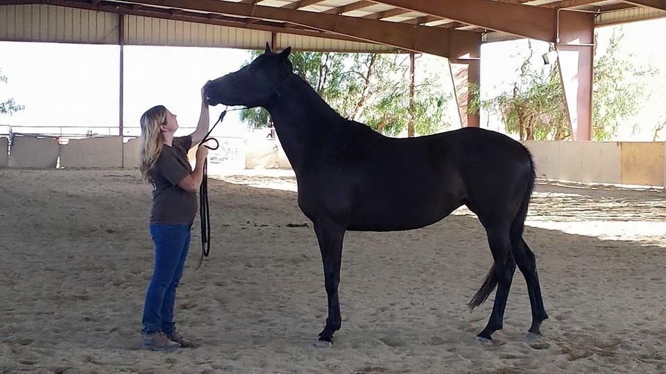 Polo Pony Rescue Reviews and Ratings | Acton, CA | Donate, Volunteer ...