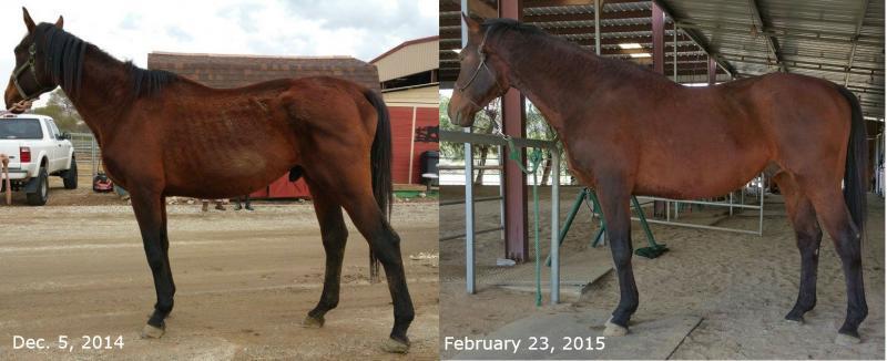 Polo Pony Rescue Reviews and Ratings | Acton, CA | Donate, Volunteer ...