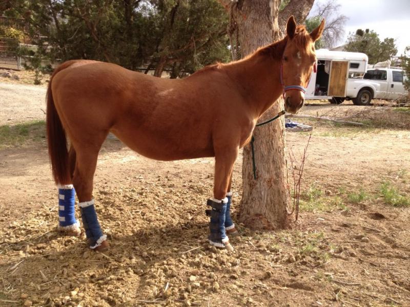 Polo Pony Rescue Reviews and Ratings | Acton, CA | Donate, Volunteer ...