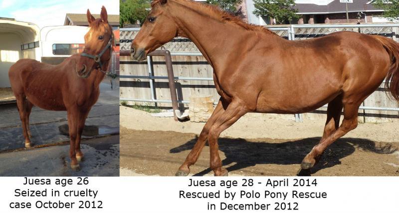 Polo Pony Rescue Reviews and Ratings | Acton, CA | Donate, Volunteer ...