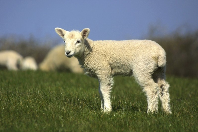 The Humane Society of the United States Reviews and Ratings from ...