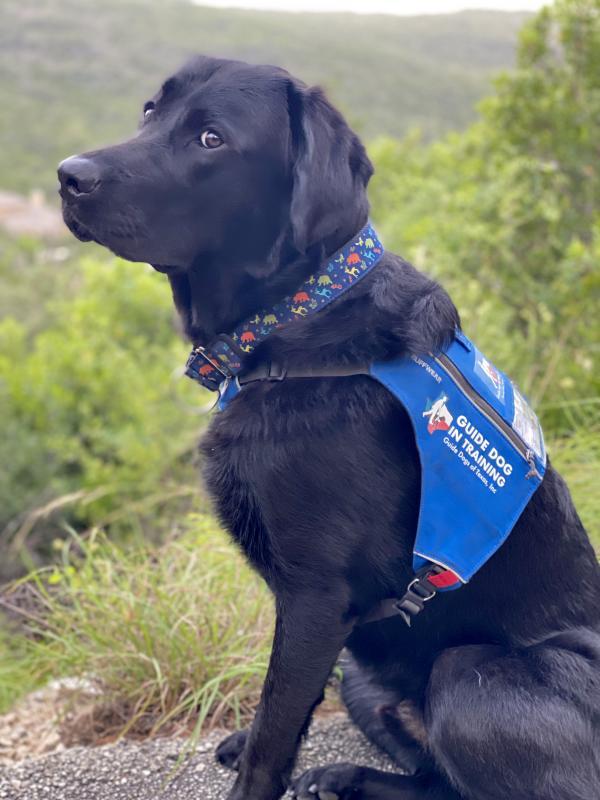 How Do Guide Dogs Help The Community